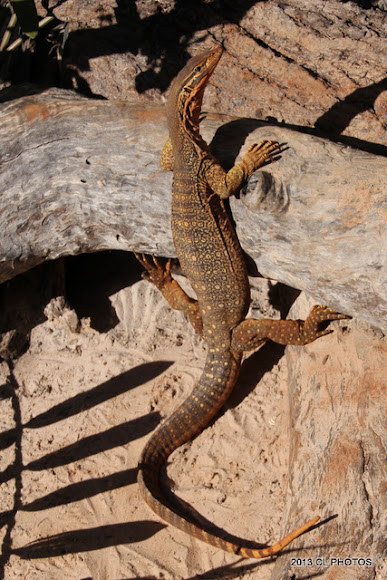 Sand Goanna | Project Noah