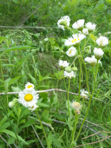 Prairie Fleabane | Project Noah