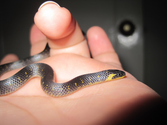 Serpiente de tierra | Project Noah