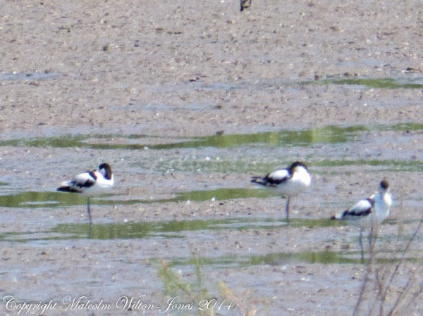 Avocet; Avoceta | Project Noah