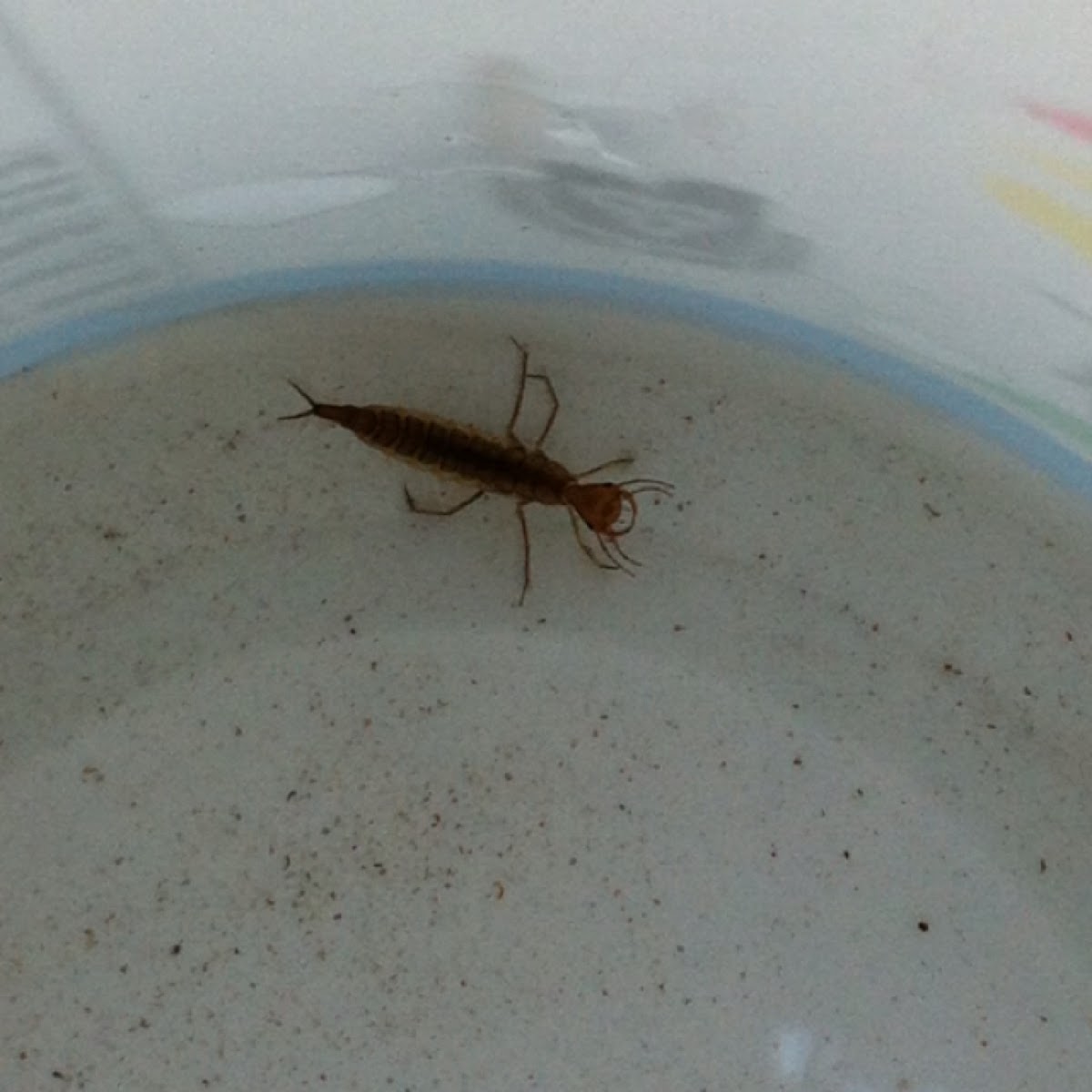 Predaceous Diving Beetle Larva | Project Noah