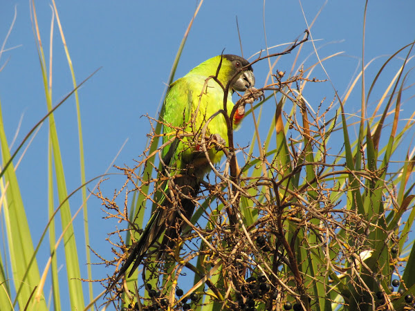 Black-hooded Parakeet | Project Noah