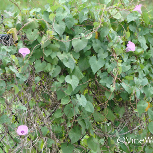Sharp-Pod Morning Glory. | Project Noah