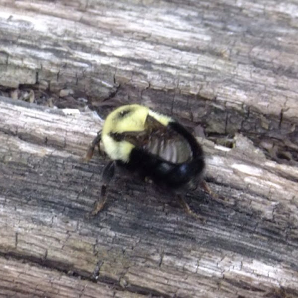 Common Eastern Bumblebee | Project Noah