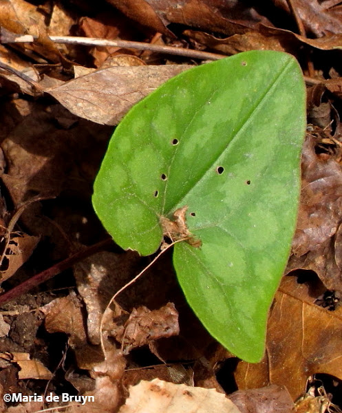 Large-flower heartleaf | Project Noah