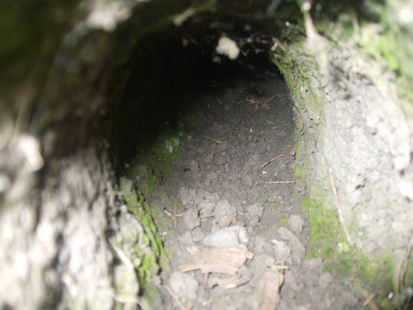 Stoat burrow | Project Noah