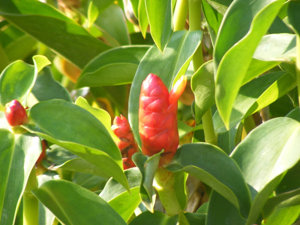 shampoo ginger | Project Noah