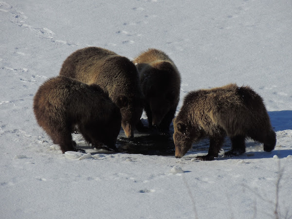 Grizzly Bear | Project Noah