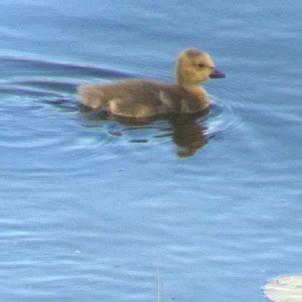 Canada Goose | Project Noah