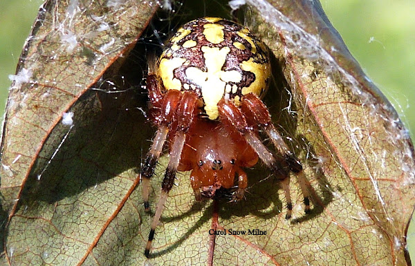 Marbled Orb Weaver Spider | Project Noah
