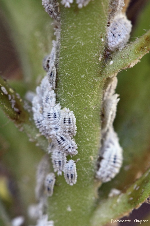 Mealybugs | Project Noah