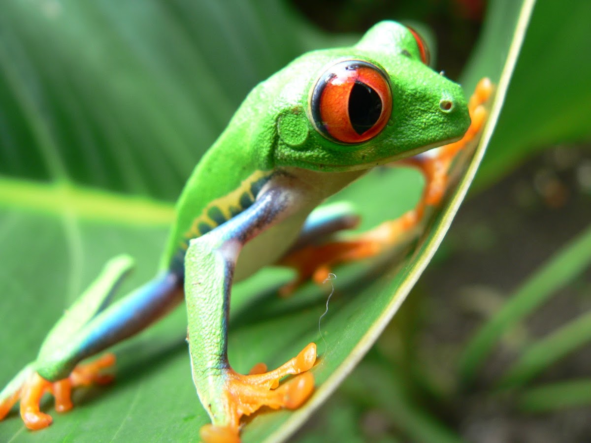 Red-eyed Treefrog | Project Noah
