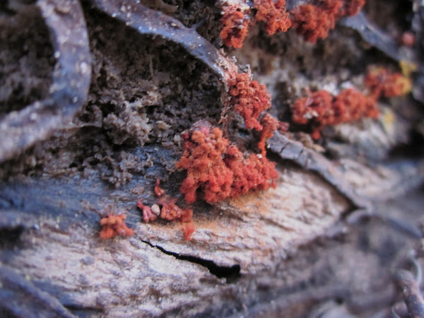 red wasp nest slime mold | Project Noah