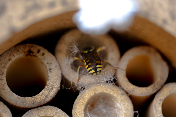 Leaf Cutter Bee | Project Noah