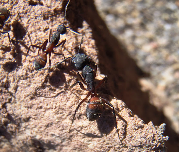 Hormiga roja. Red ant | Project Noah