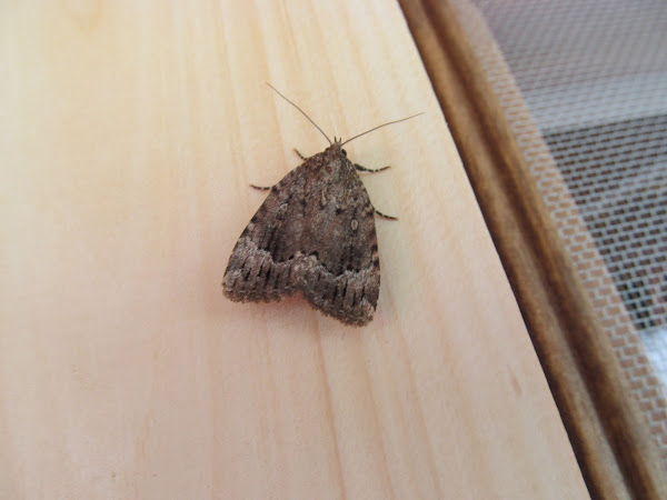 Copper Underwing | Project Noah