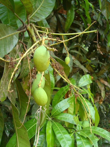 Mango | Project Noah