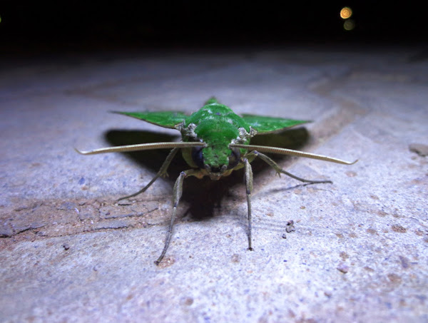 Verdant hawk moth | Project Noah