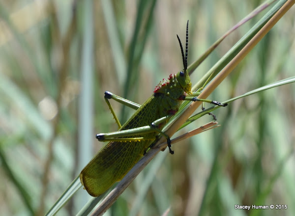 Green milkweed locust | Project Noah