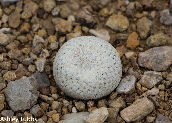 Button Cactus | Project Noah