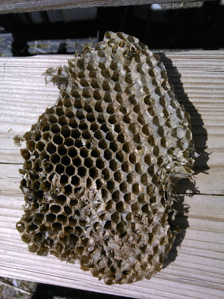 Honey Comb | Project Noah