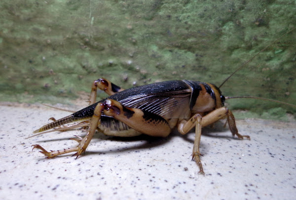 African field cricket | Project Noah