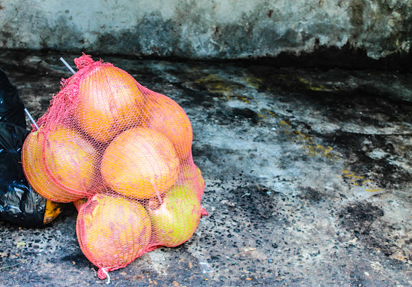 Coconut | Project Noah