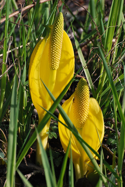 Western Skunk Cabbage | Project Noah