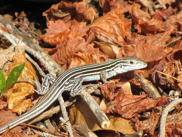 Six-lined racerunner | Project Noah