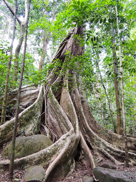 Dipterocarpaceae | Project Noah