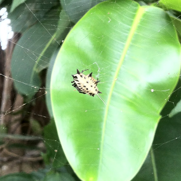 Spiny-backed Orb Weaver Spider | Project Noah