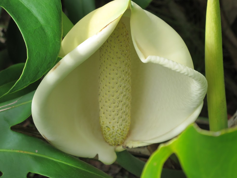 Redirecting to https://projectnoah.org/spotting/473727