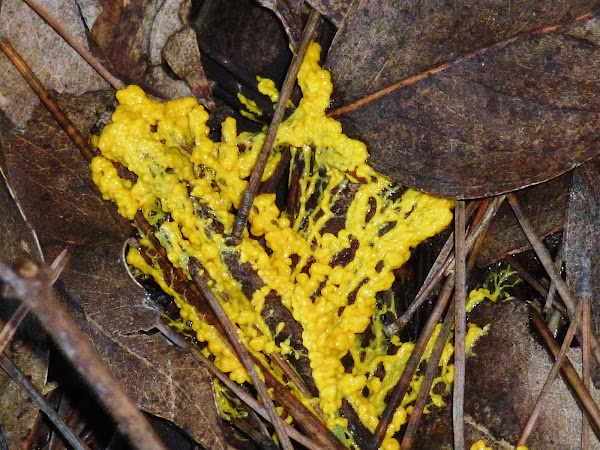 Insect egg Slime mold | Project Noah