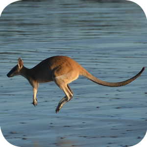 Kangaroos Wallpaper - Latest version for Android - Download APK