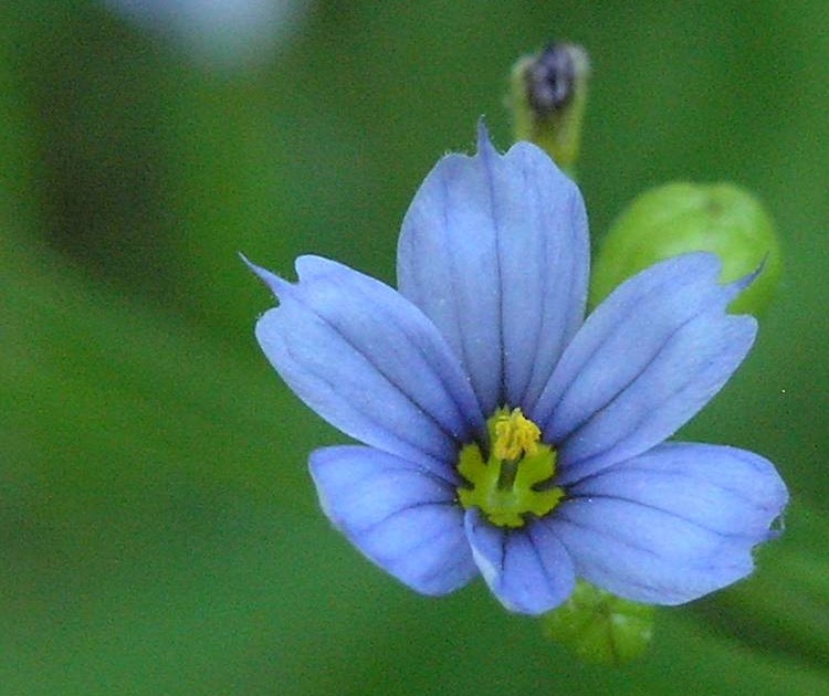 Nature In The Ozarks Blue Eyed Grass Sisyrinchium Sp