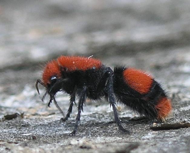 Nature in the Ozarks: "Cow Killer" Velvet Ant (Dasymutilla occidentalis)
