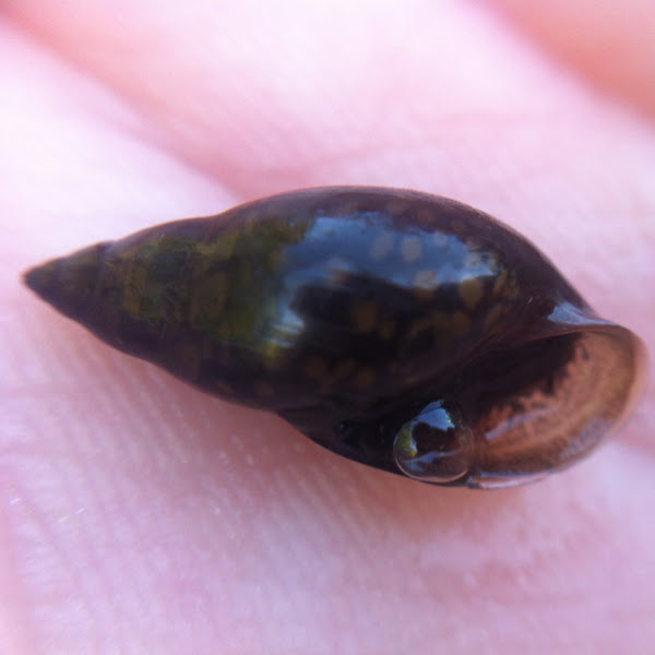 Faucet Snail | Project Noah