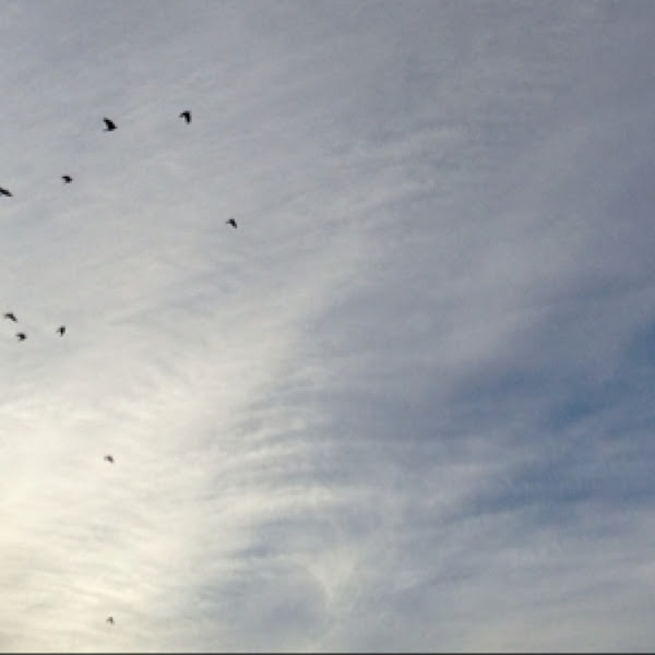 Crows | Project Noah