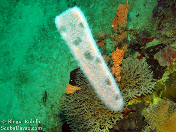 Pyrosome Jellyfish | Project Noah