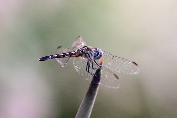 Blue Dasher (Female) | Project Noah