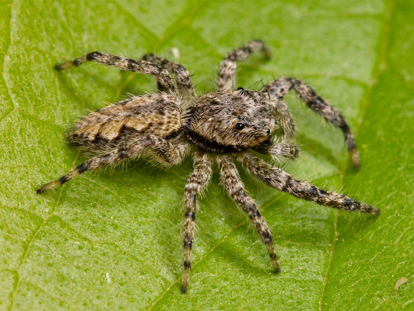 Spider | Project Noah