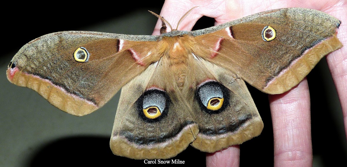 Polyphemus Moth | Project Noah