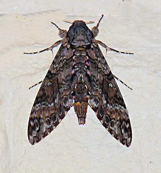 Pink-spotted Hawk Moth | Project Noah