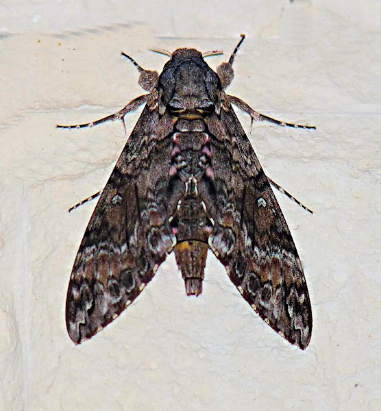 Pink-spotted Hawk Moth | Project Noah