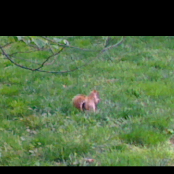 Red squirrel | Project Noah