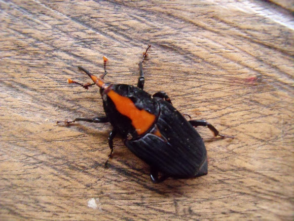 Asian Palm Weevil | Project Noah