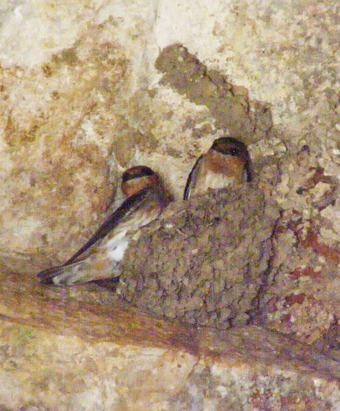 Barn swallow | Project Noah