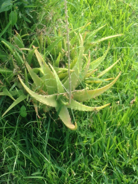 True Aloe, Barbados Aloe, Burn Aloe | Project Noah