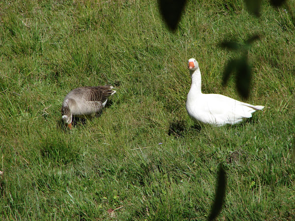 Ganzos | Project Noah