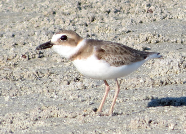 Wilson's Plover | Project Noah